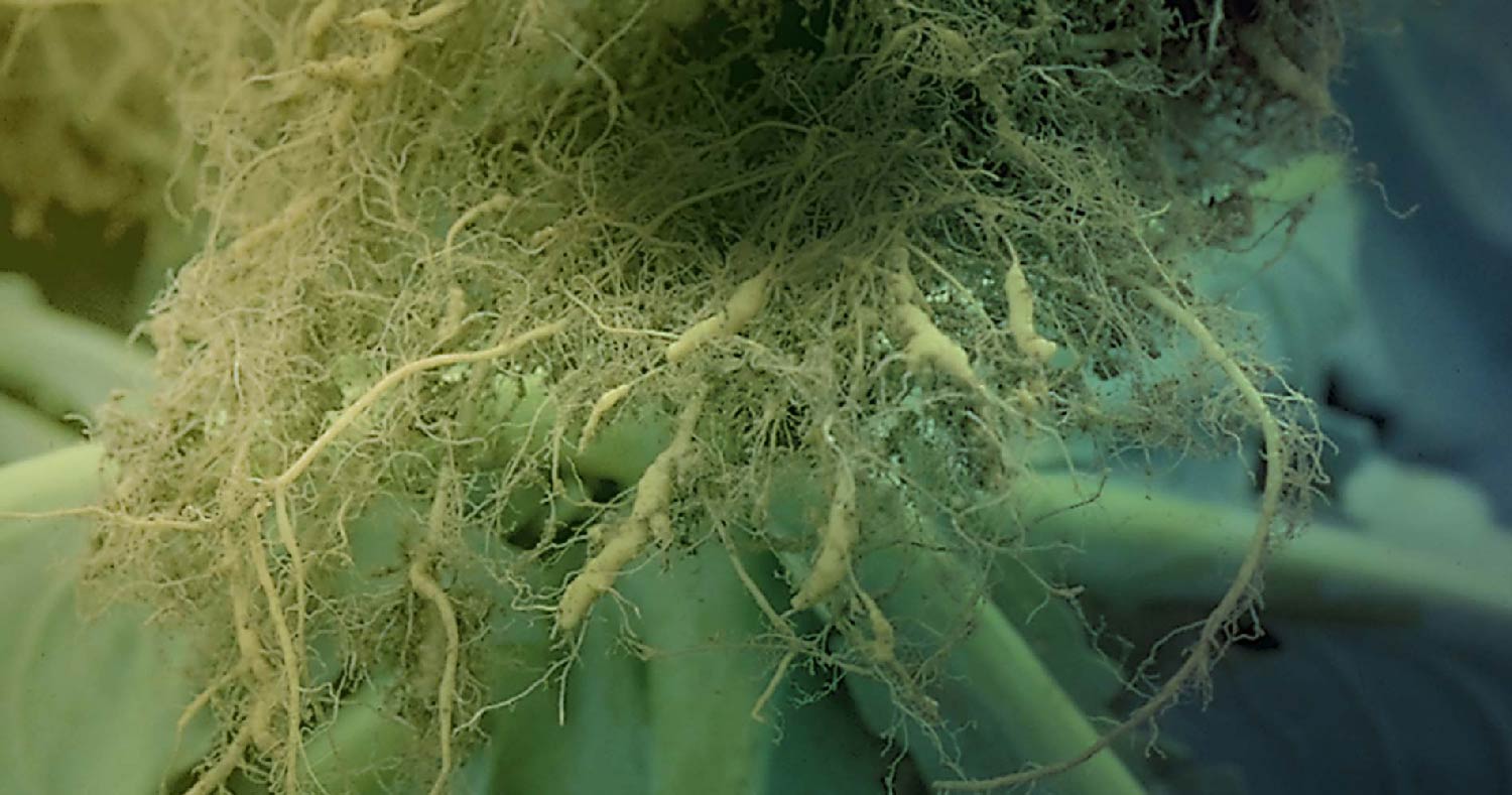 What Is Root Knot Disease What Are Root Knot Symptoms What Is Root Knot Disease What Are Root Knot Symptoms